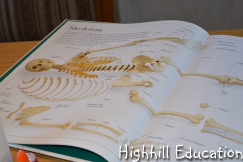 Highhill Homeschool: Human Body - Week 23 - Bones