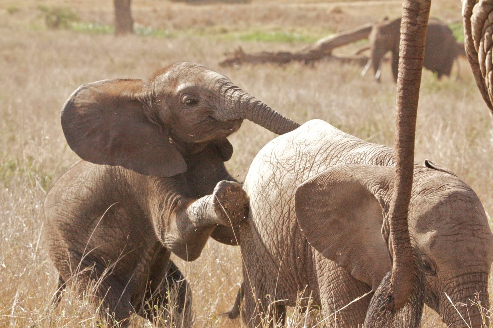 Lewa Elephant: Meet the Flower Family