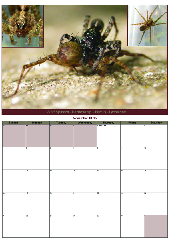 Arachnerds: Spiders Calendar 2012