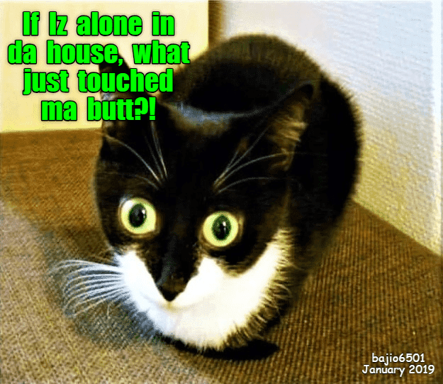 True Book Addict...Books, Cats, and More: #CatThursday - Some scary #cats