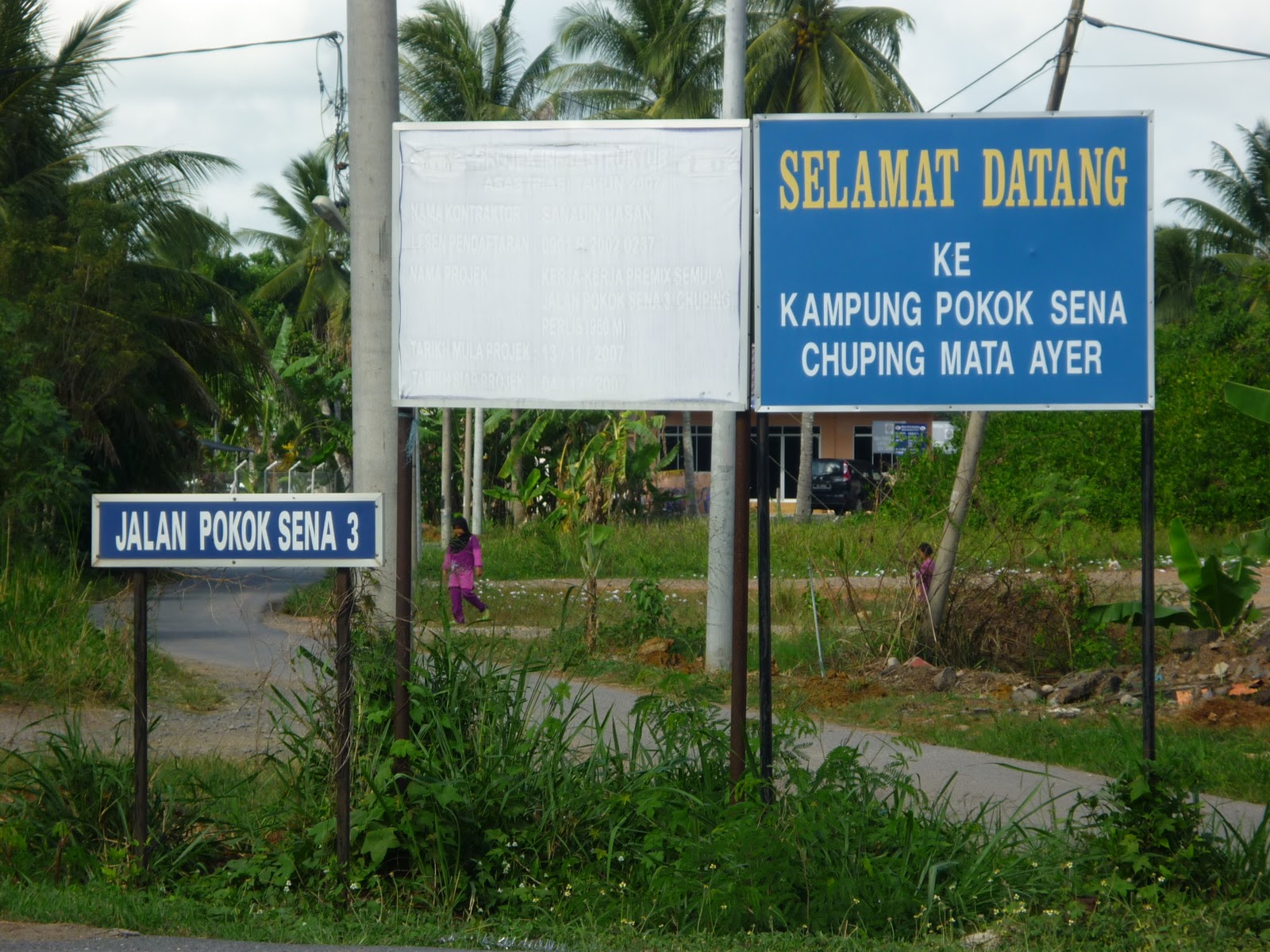 POKOK SENA: Sejarah Pokok Sena