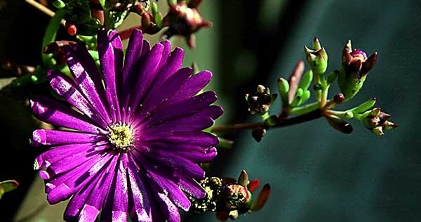 PhotoEffect How To Sharpen An Image In Paint NET photoeffect-how-to-sharpen-an-image-in-paint-net