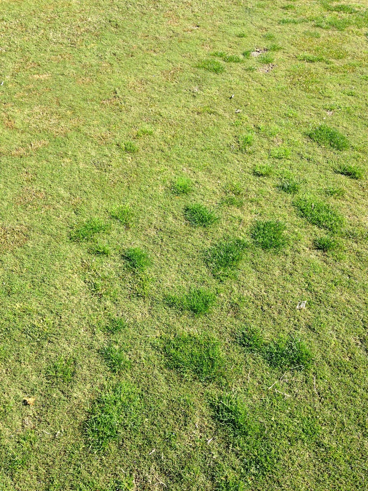 Bernardo Heights Country Club Turf Page: Say Goodbye to Ryegrass