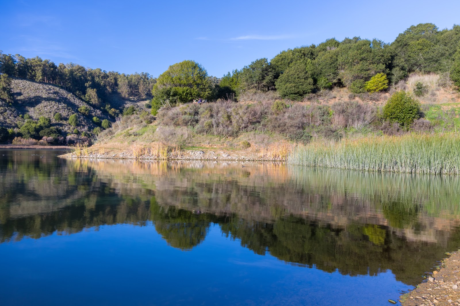 Naturetastic Blog: Lake Chabot Regional Park - Castro Valley, CA (12/3 ...