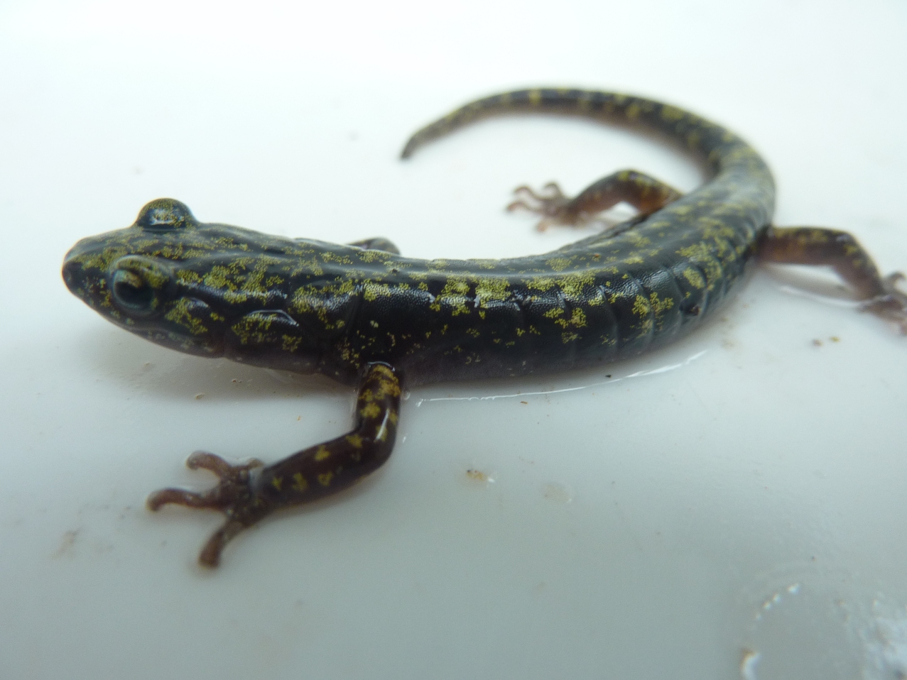 Lime Green Salamander