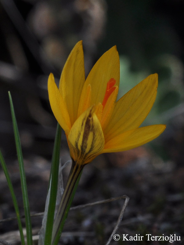 The Country Of Crocuses: Crocus gembosii Ruksans