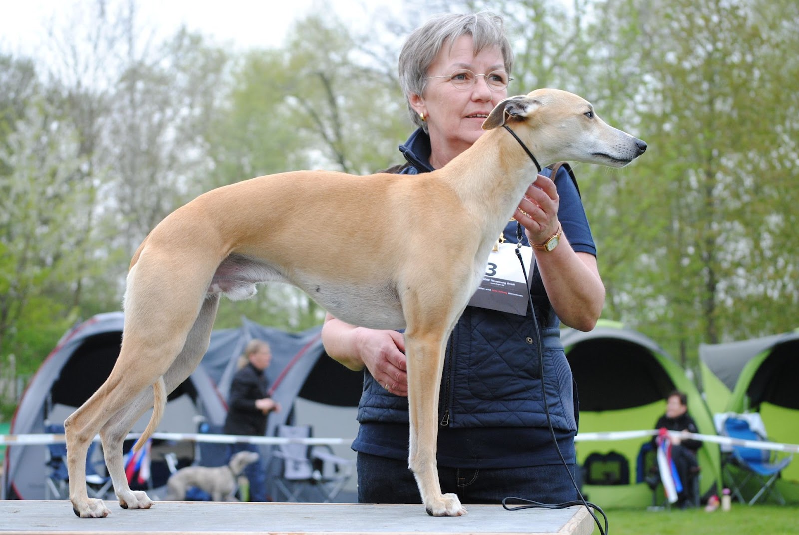 Whippets High on Emotion: May 2012