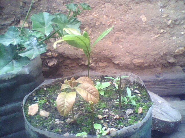 Kinzang Norbu's World