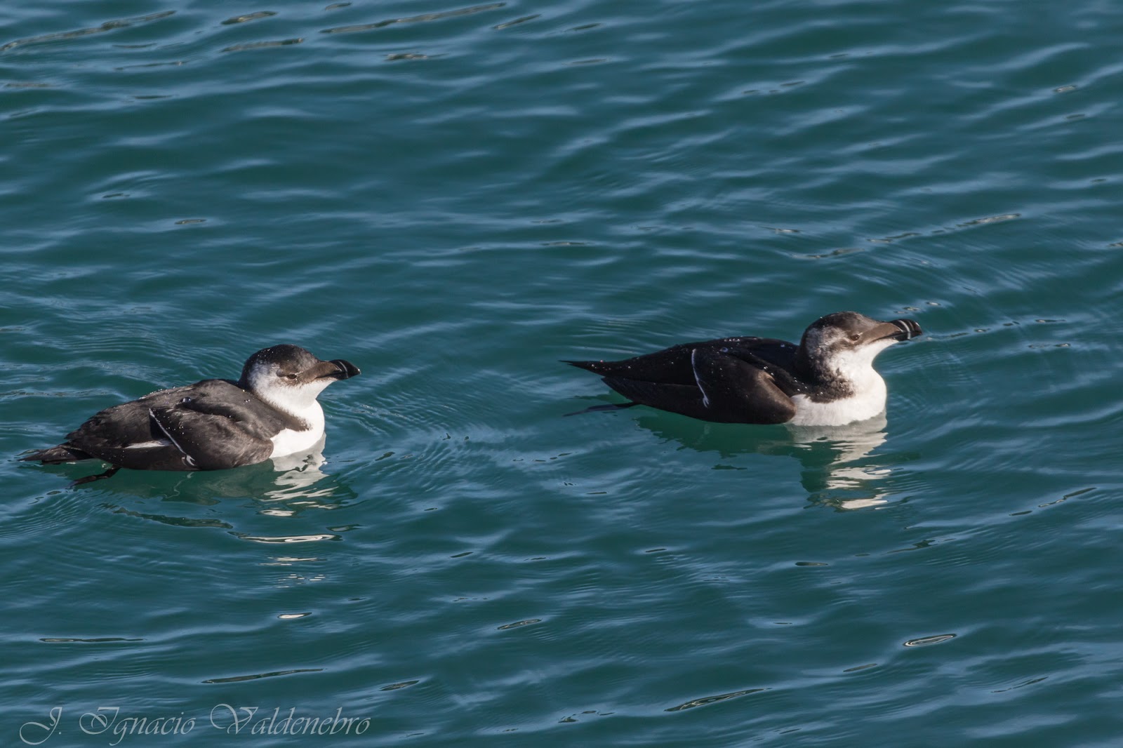 DocNatureBlog: El pingüino europeo. Alca Común (Alca torda). Alca Monxa.