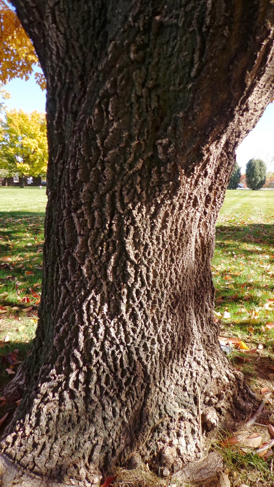 Prairiebreak: Ashes to ashes: Dead trees standing?