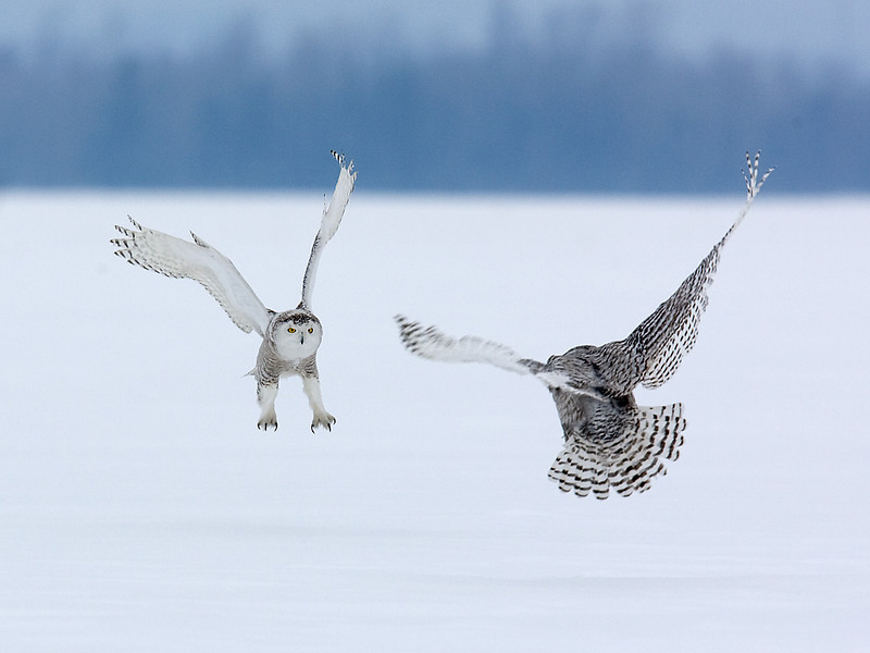 How Do Owls Fight at Lillian Hecker blog