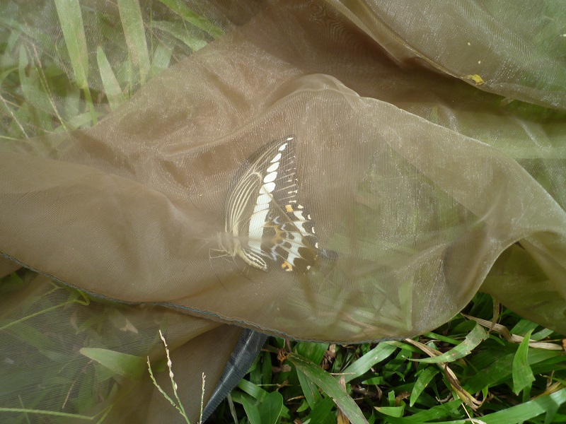 The Insect Collector: Collecting in Tana Toraja, Sulawesi, Indonesia