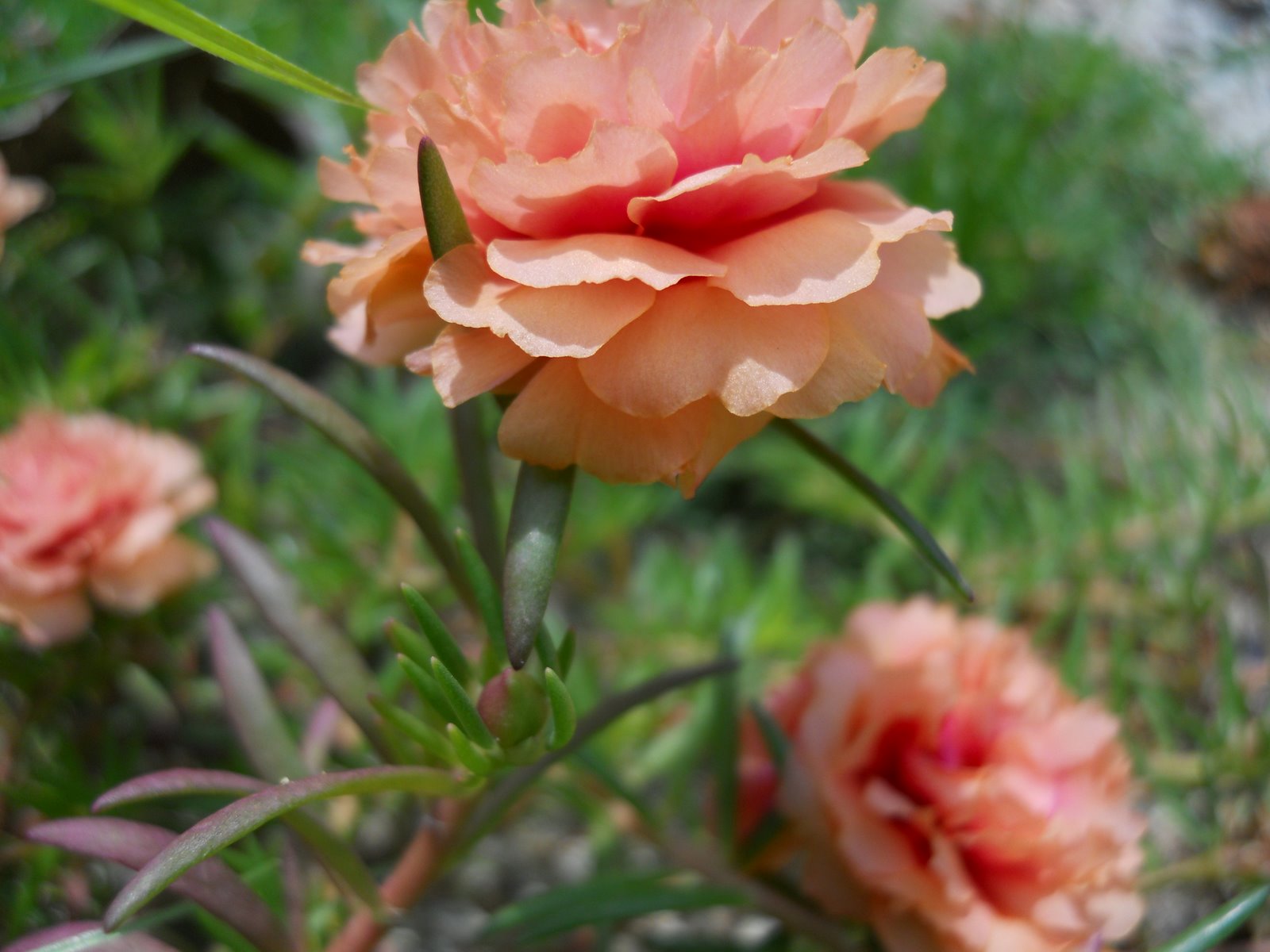 Journey of My Gardening: My Beautiful Japanese Rose
