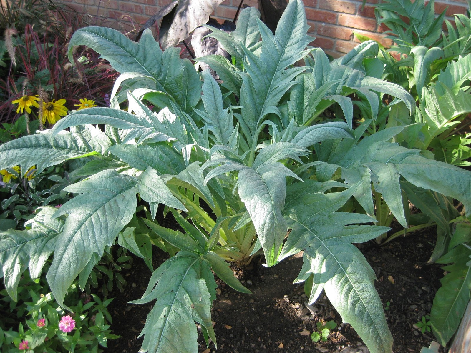 Cool Cardoon (Cynara cardunculus) - Rotary Botanical Gardens