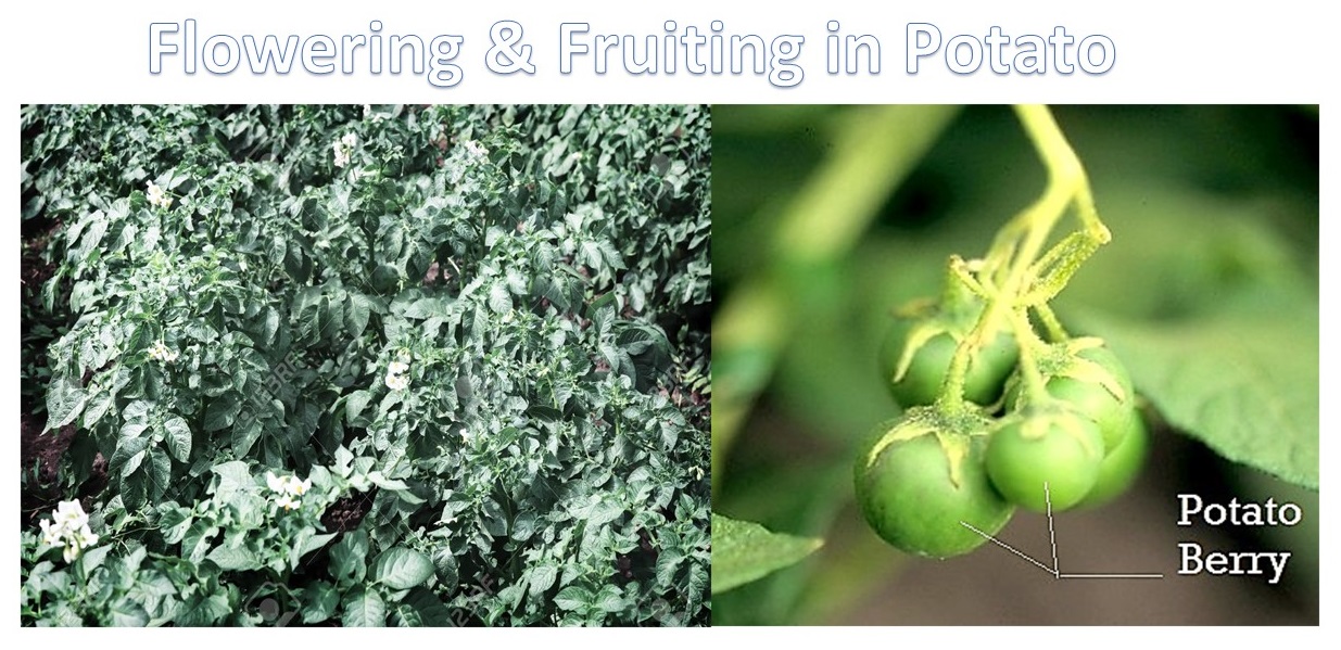 True Potato Seed (TPS) ~ A2Z Veg-Science