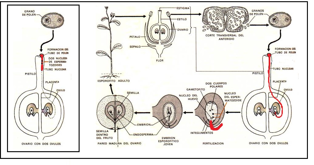 Biological and not-so-biological things: ¿Las manzanas cómo se acuestan ...