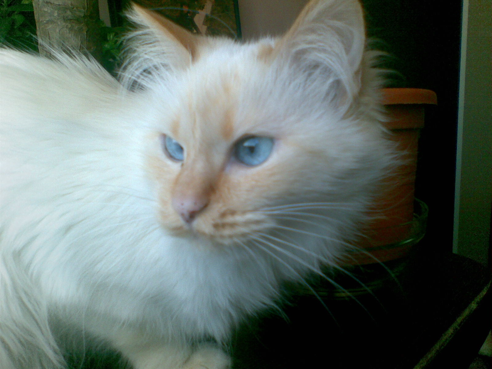 Pisica din rasa RAGDOLL RED