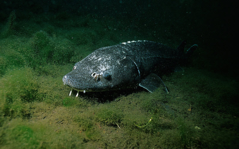 Lake Sturgeon | The Life of Animals