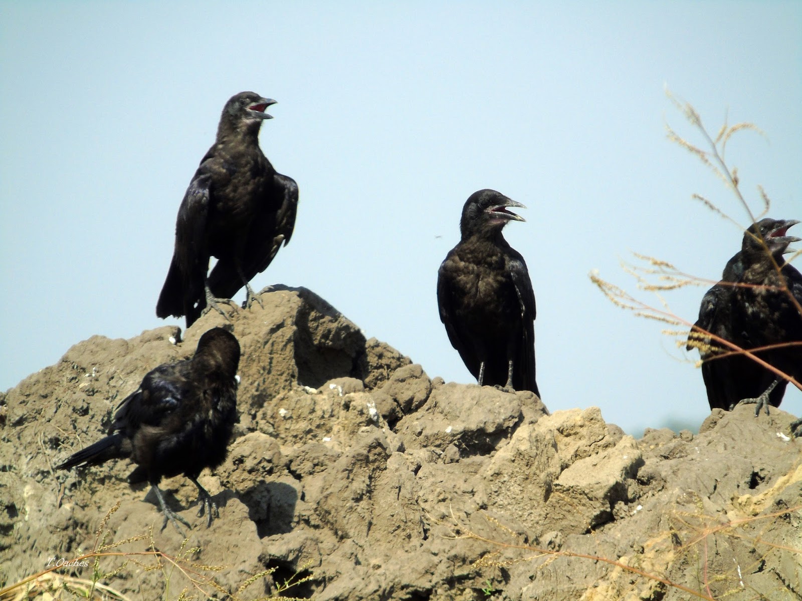 PASARI DIN ROMANIA: CIOARA DE SEMANATURA, Corvus frugilegus