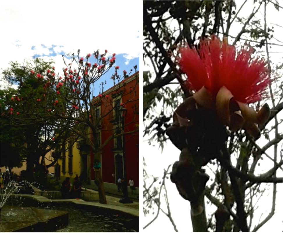 Flavors of Oaxaca: Oaxacan flowers