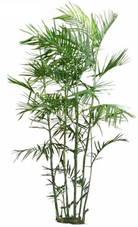 15 Tanaman Hias Sehat Pembersih Udara Ruangan | Segaar | Desain Rumah ...