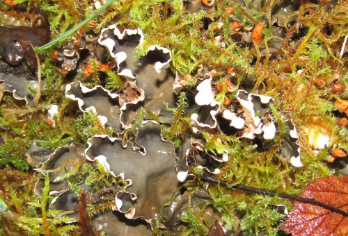 Introduction to lichens