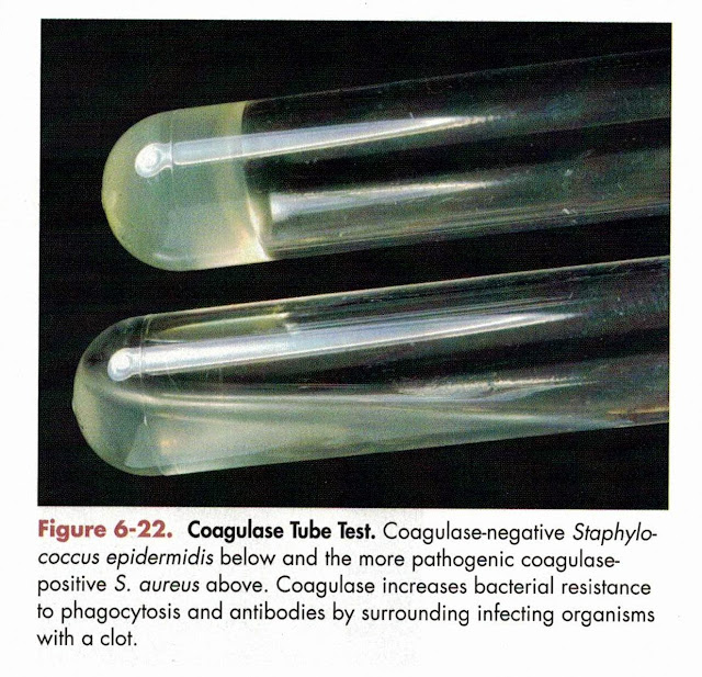 Lecture Notes in Medical Technology: Lecture #7: GRAM POSITIVE COCCI