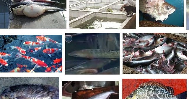 Jenis Hama dan Penyakit Ikan Hias serta Cara Mengobatinya