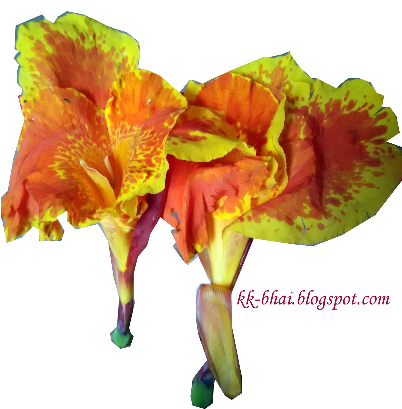 'Puja' Flowers and other things used in 'puja' (Hindu Worship).: Canna ...