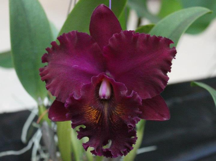 bunga anggerik (orchid) | My LiFe FuLL of MeMoRy