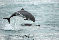 Delfines: Tipos de delfines