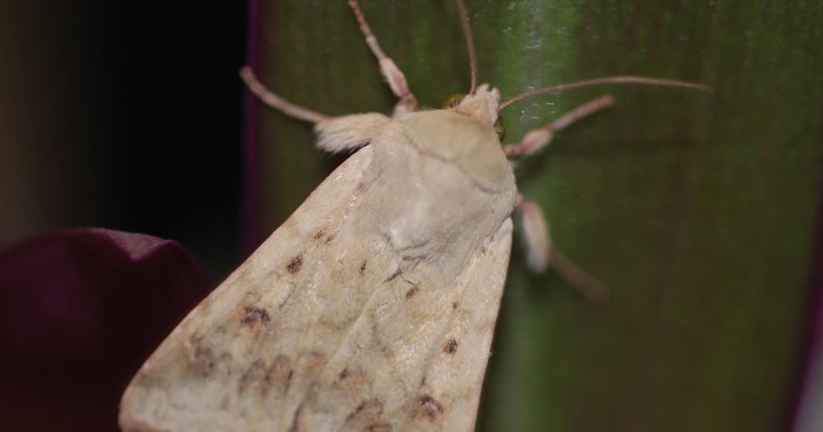Male Corn Earworm Moths, Helicoverpa Zea, Flies Too Soon During ...