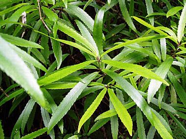 Reforestation and the Medicinal Uses of Trees -Liliana Usvat Research ...