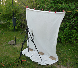 Net Results: Moth program results