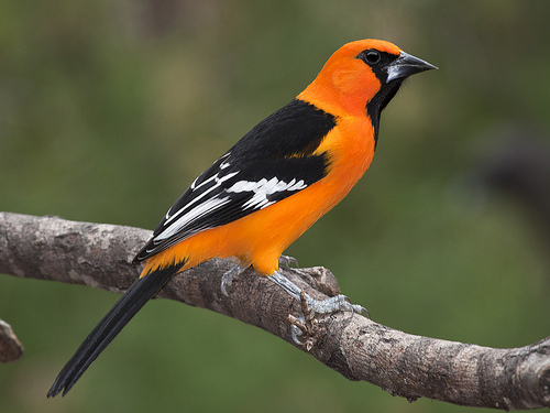 Bellas Aves de El Salvador: Icterus pectoralis (chiltota de pecho ...