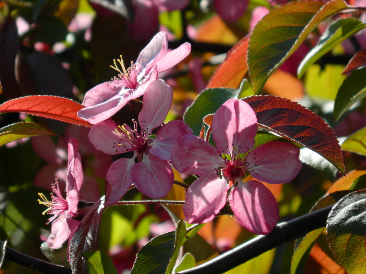 LA MULTI ANI, ROMANIA!: Flori de merisoare