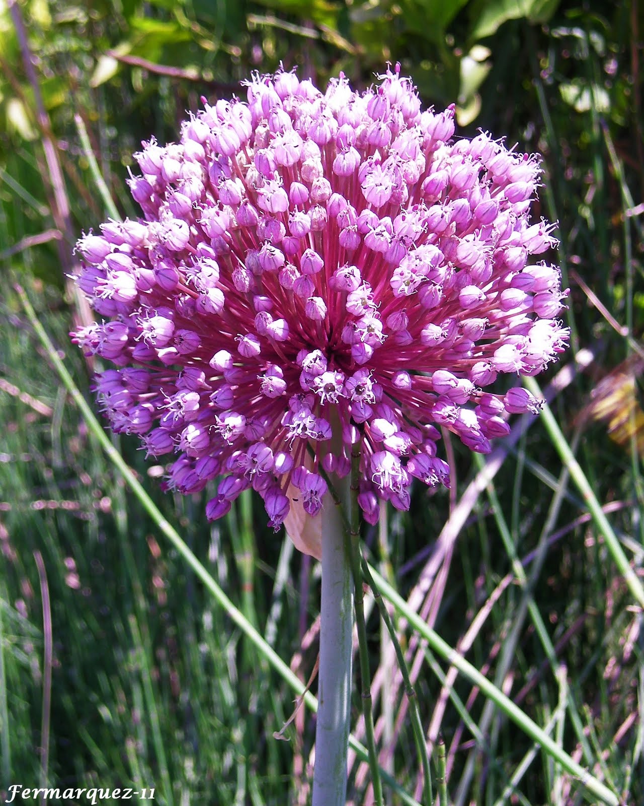 Margil Dibó: Flor de Ajo