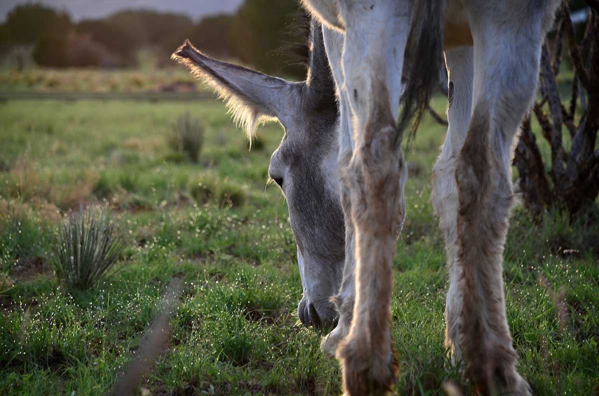 The 7MSN Ranch: Amazing graze