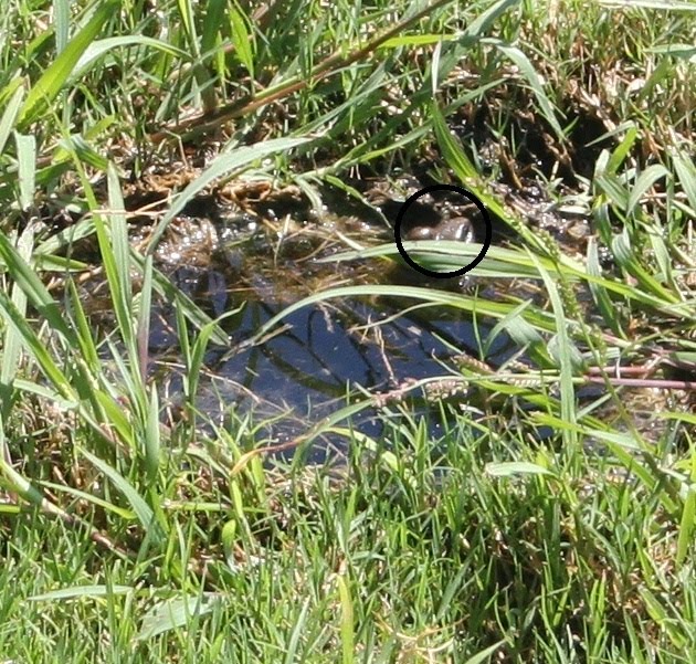 CRYPTOZOOLOGY ONLINE: Still on the Track: NAOMI WEST: Puddle Monster IV ...