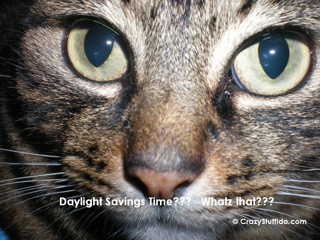 Crazy Stuff I Do: Cats and Daylight Savings Time... They Don't Mix