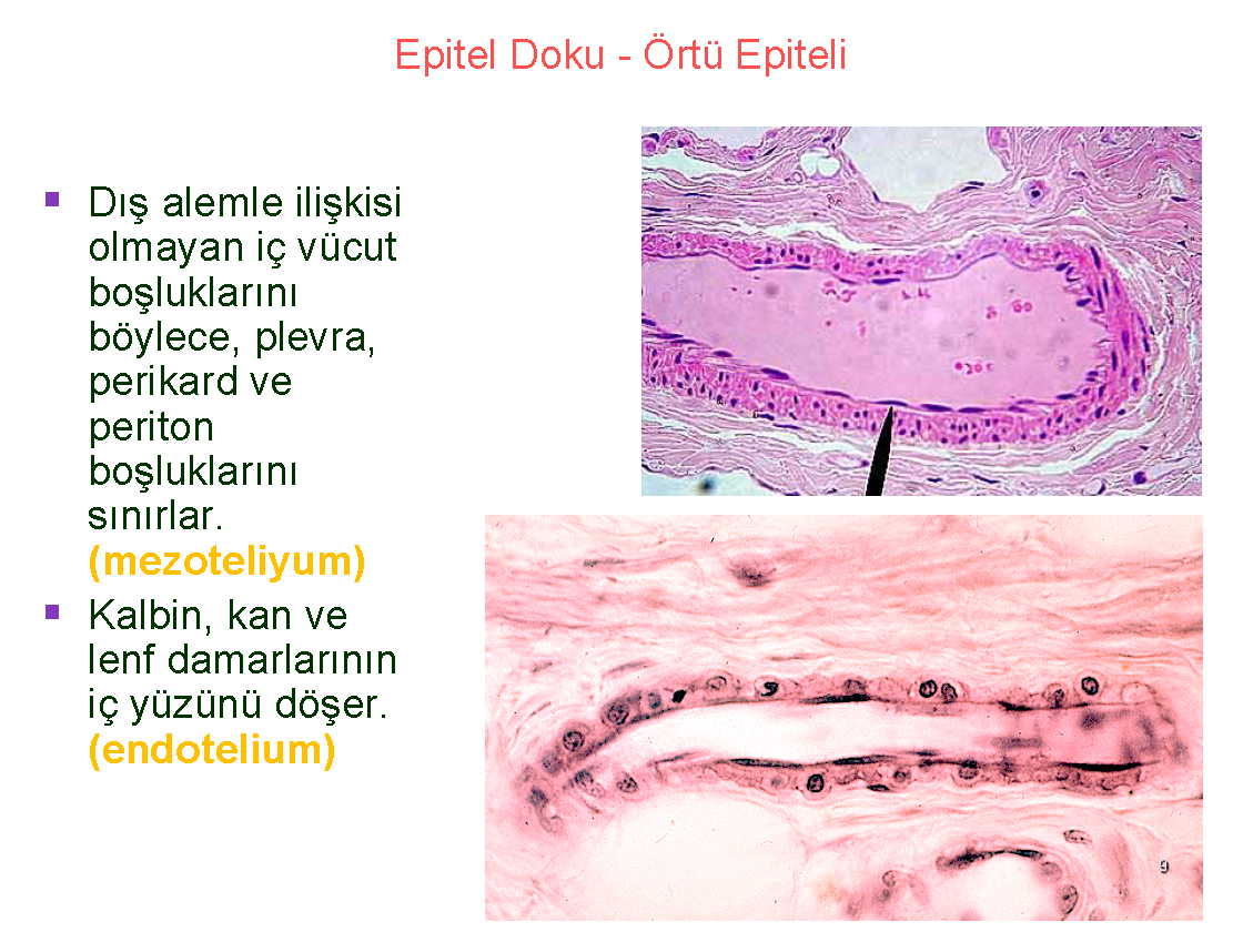 histoloji-embriyoloji notlarım: EPİTEL DOKU