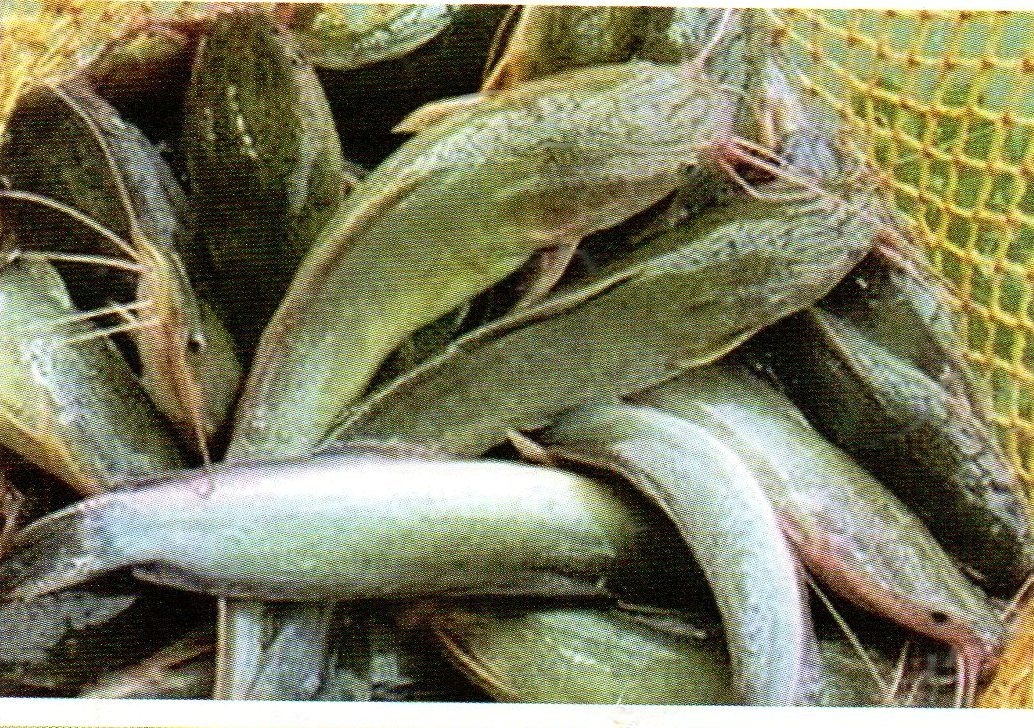 AFIESH SP: ASAL USUL DAN KEUNGGULAN LELE PAITON