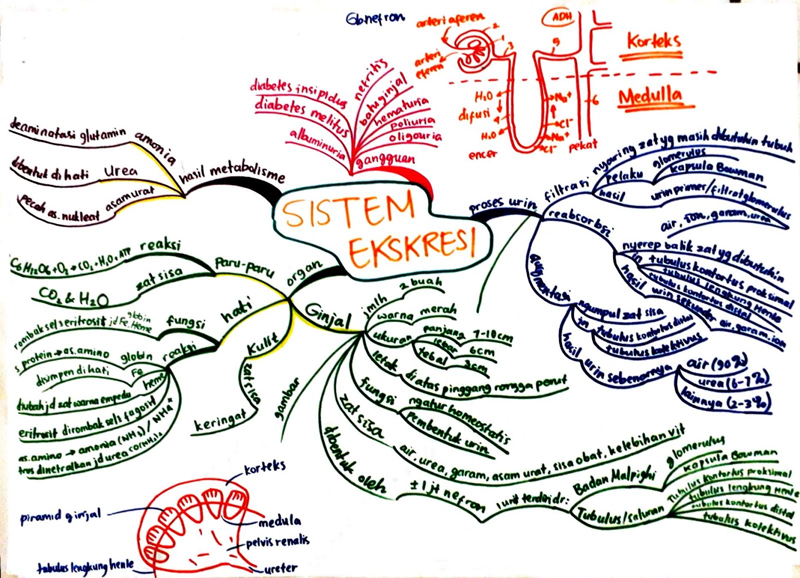Mind Map Sistem Ekskresi (Biologi SMA)