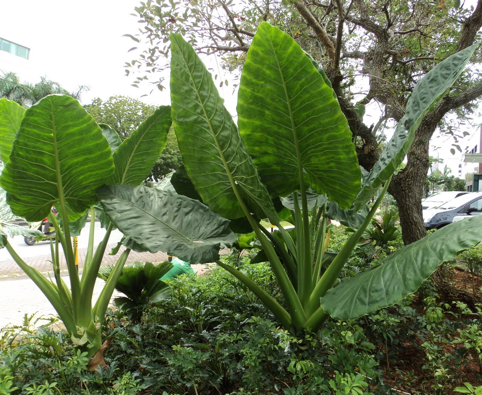 Laman Kambatik Plants List 3rd Ed Alocasia Macroorrhizos Giant Taro laman-kambatik-plants-list-3rd-ed-alocasia-macroorrhizos-giant-taro