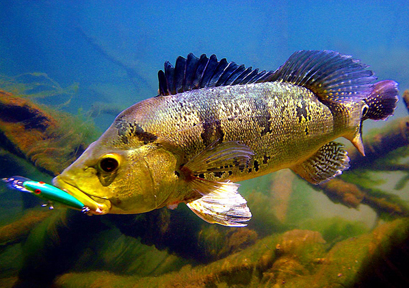 No Mar Profundo: Tucunaré