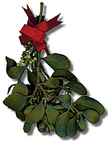 News Magazine: christmas mistletoe