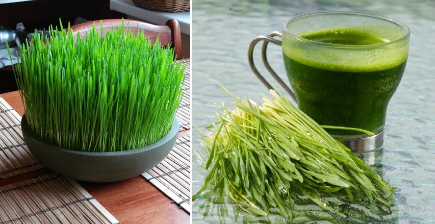 delicia natural organicos: 10 Tips para crecer el pasto de trigo ...