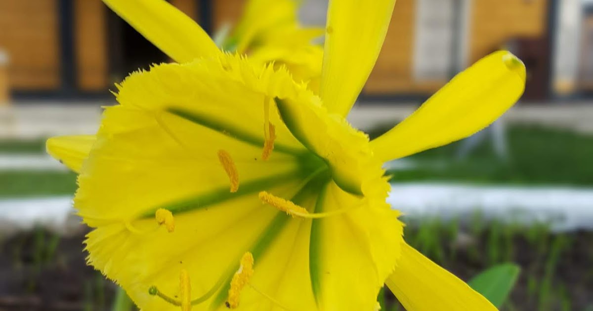 Lima la Única: La Flor de Amancaes en los Barrios Altos