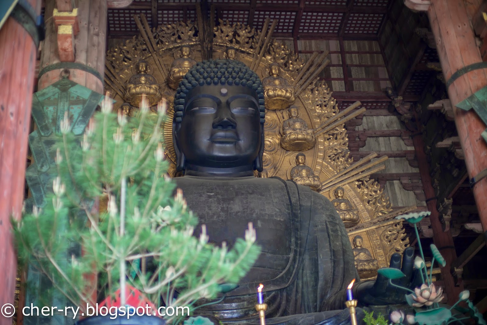 Life of a Lil Notti Monkey: Nara, Nara