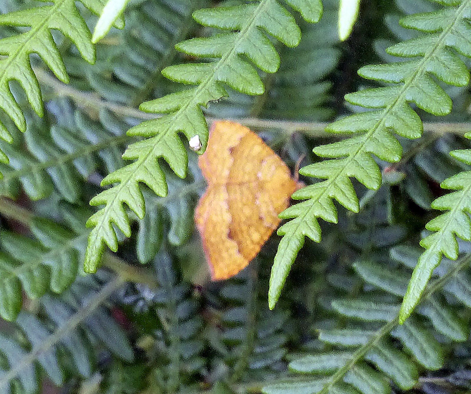 Wild and Wonderful: September 2017